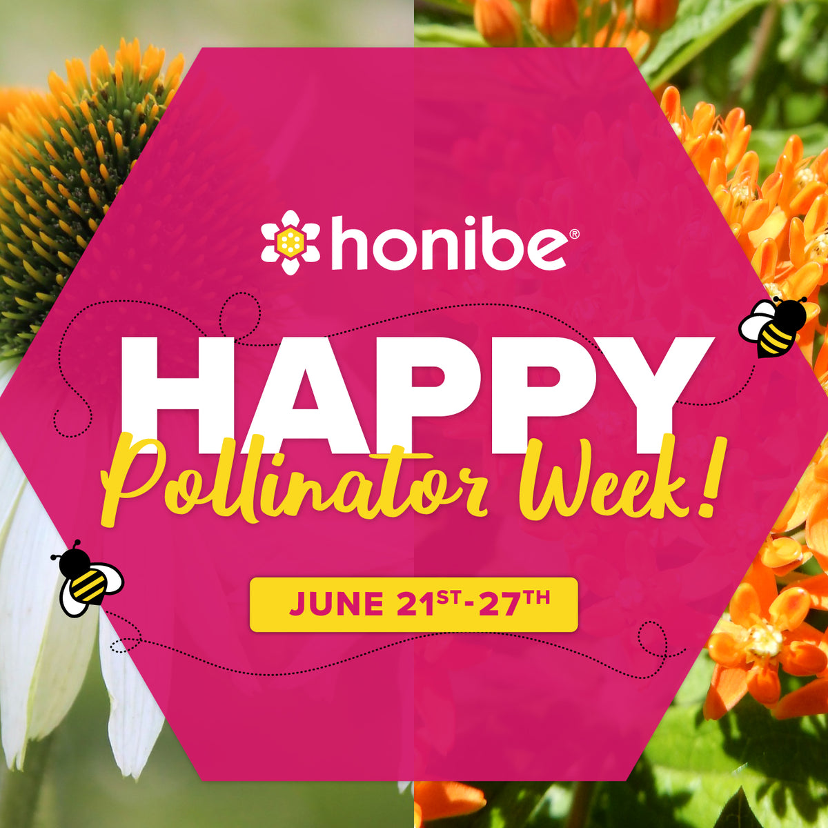 Celebrate Pollinator Week! – Honibe